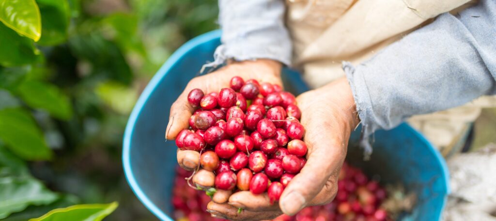 Contact - Sum>One Coffee Roasters